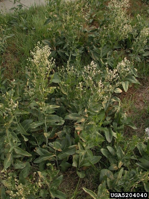 Perennial Pepperweed – Vegetation Management
