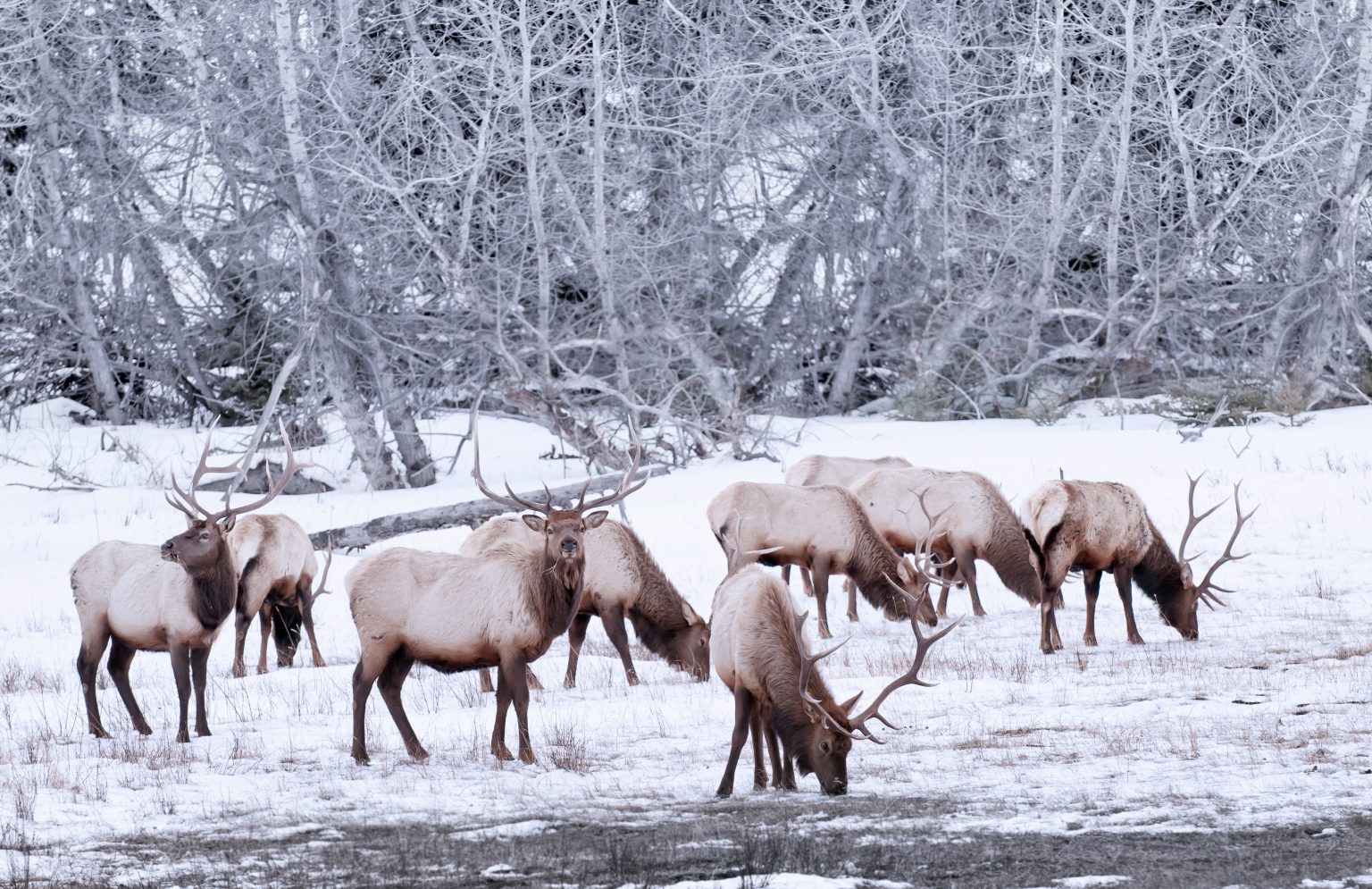 BLM implements seasonal closures to protect wintering wildlife ...